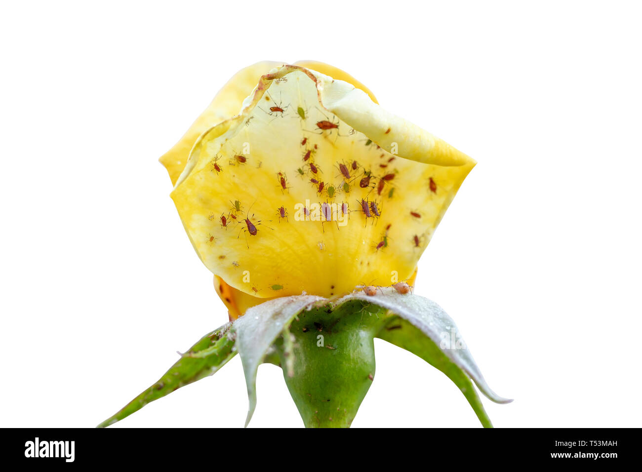 Rose covered with aphids of the family aphidoidea, pest of roses ...
