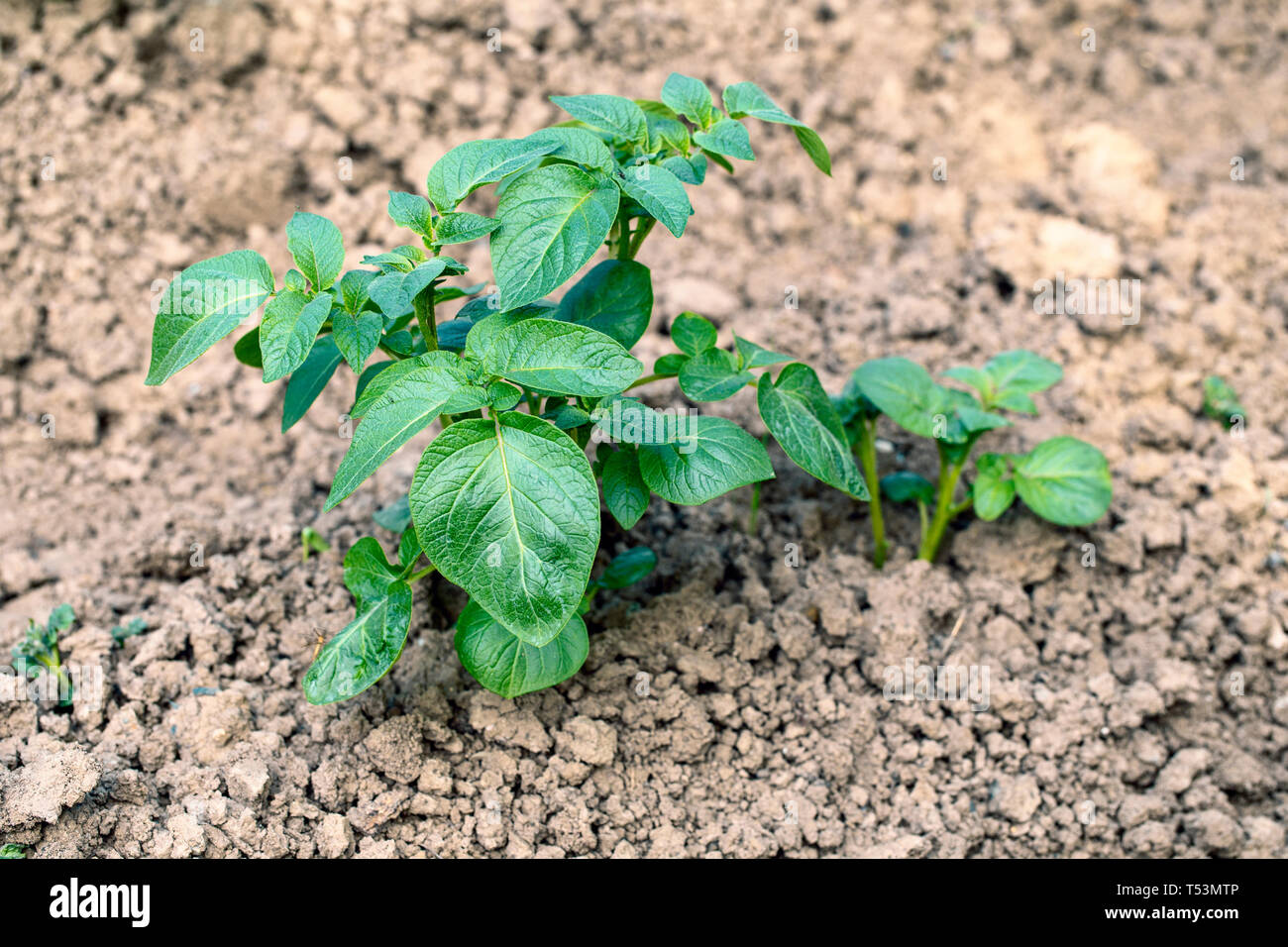 White Potato Stem Stock Photos & White Potato Stem Stock Images - Alamy