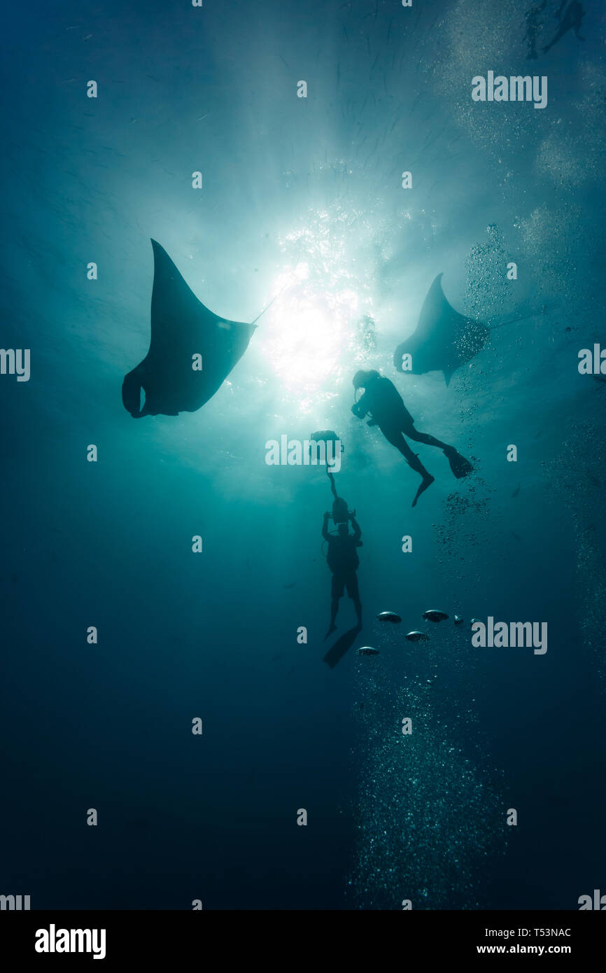 Cameraman and diver are circled by giant manta rays, Mobula alfredi ...