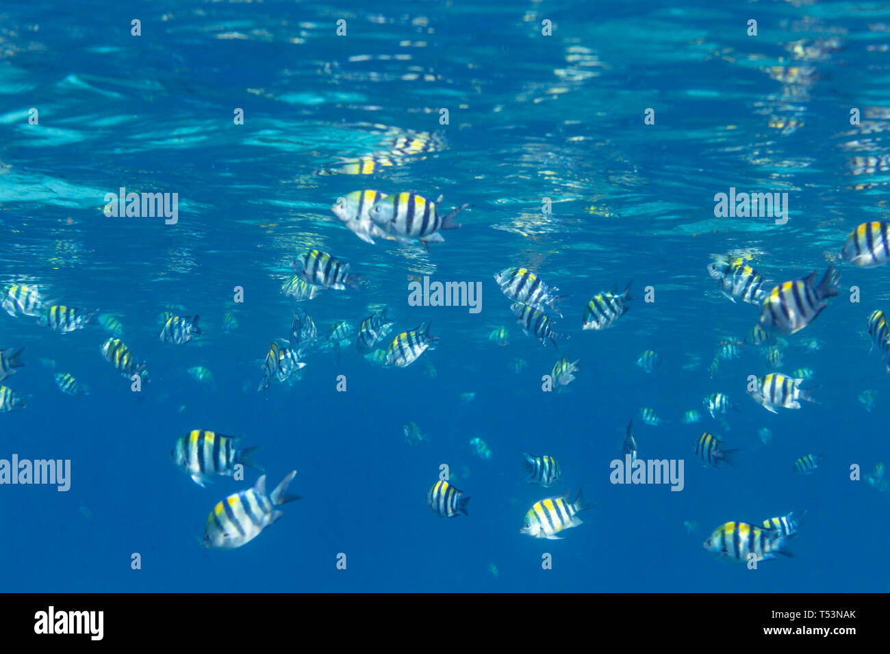 Indo pacific sergeant fish hi-res stock photography and images - Alamy