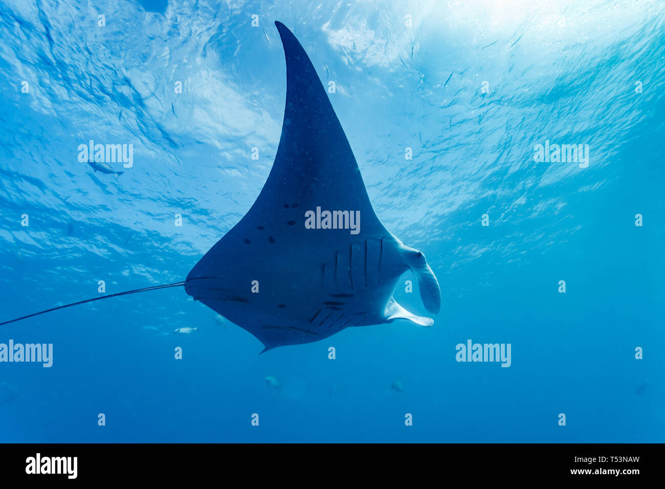 Closeup belly of a giant manta rays, Mobula alfredi, flying trhough ...