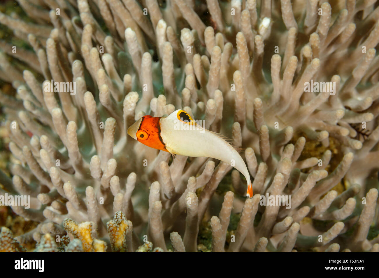 Juvenile orange and white with black spot, Spotted Parrotfish ...