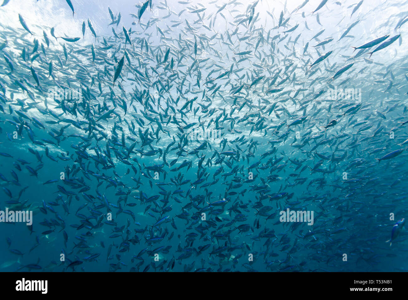 Barracuda fish hi-res stock photography and images - Alamy