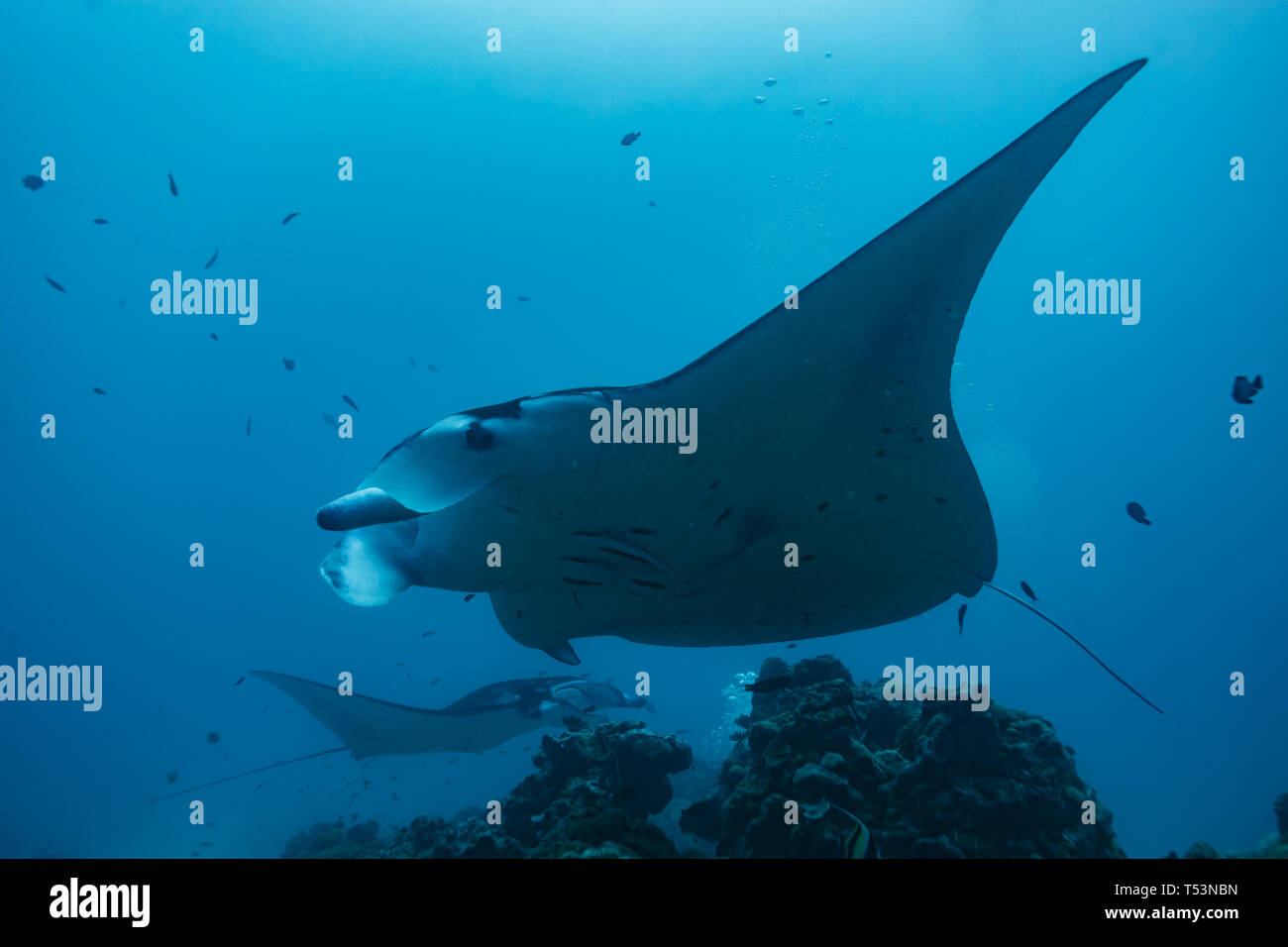 Closeup of two giant oceanic manta rays, Mobula alfredi, swimming close ...