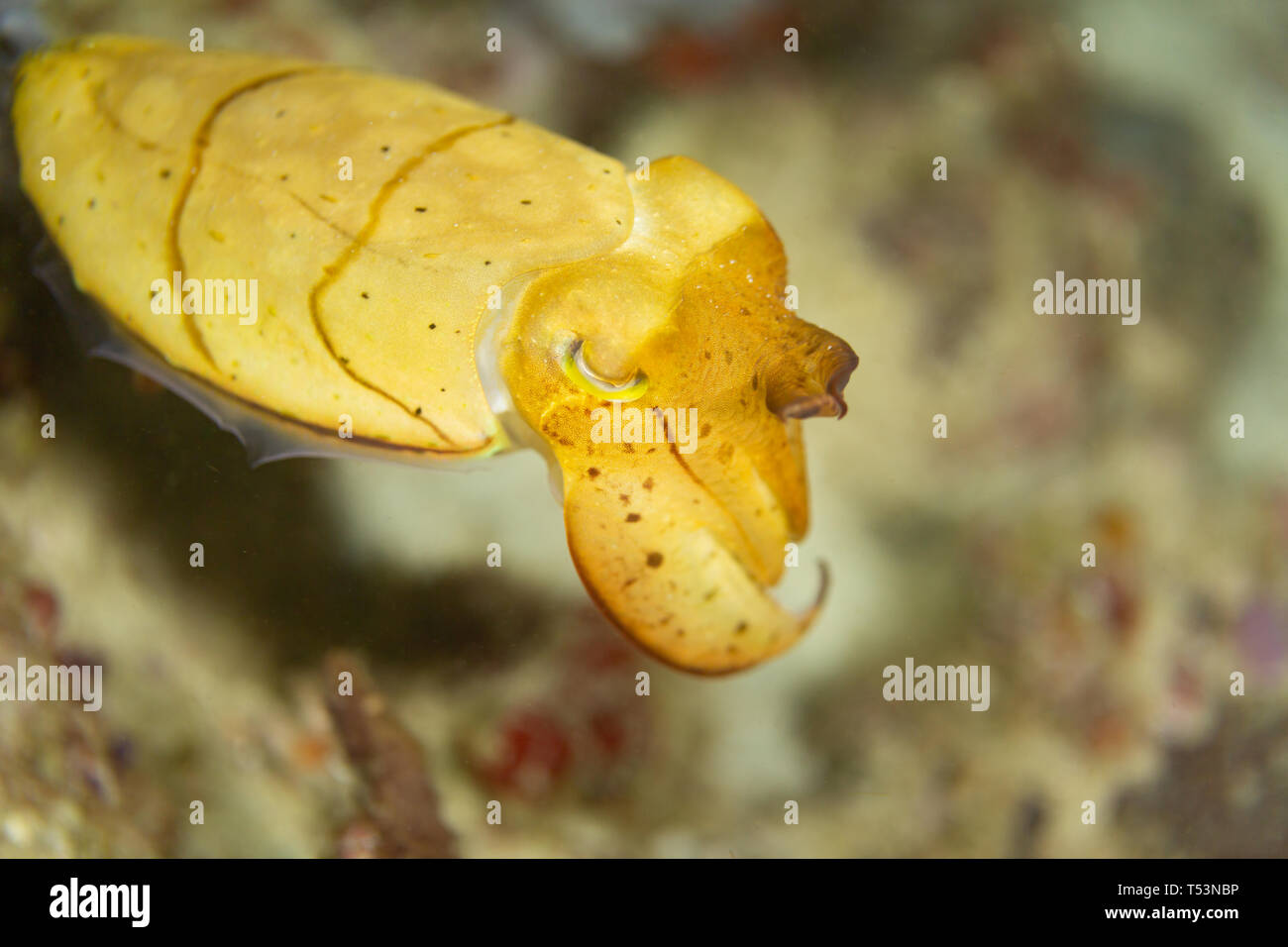 Yellow cuttlefish hi-res stock photography and images - Alamy