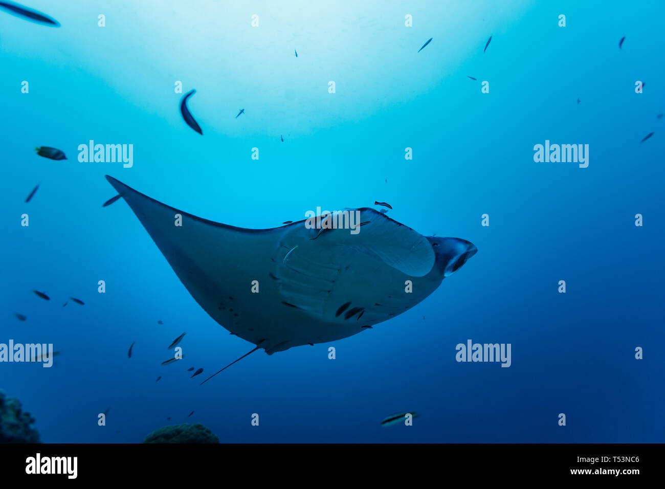 Magestic body of a giant oceanic manta rays, Mobula alfredi, swimming ...