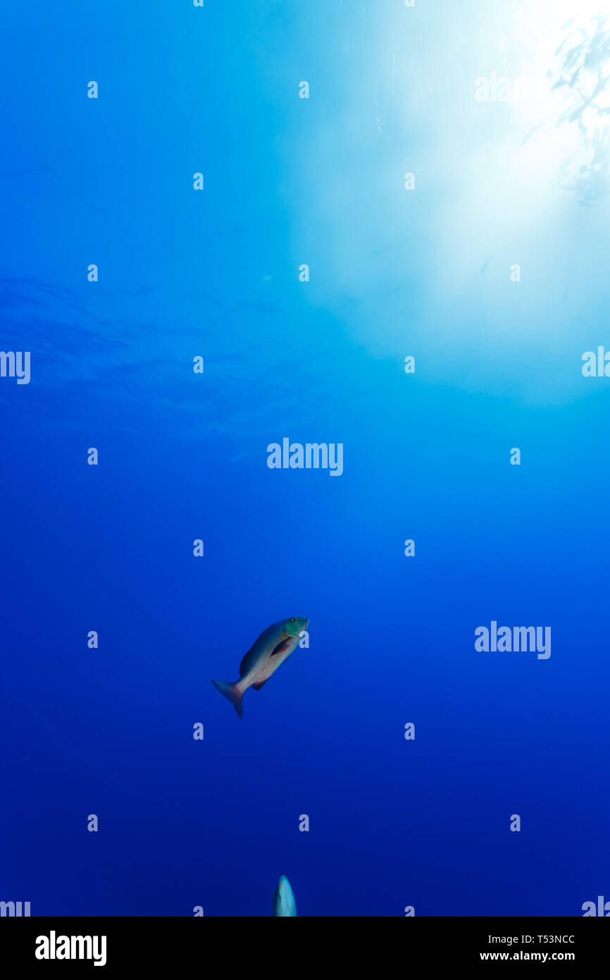 Fish under surface hi-res stock photography and images - Alamy