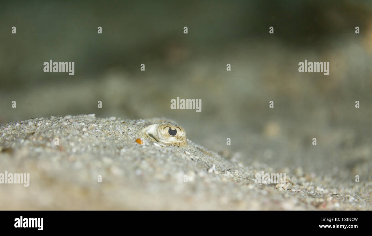 Bothus ocellatus flat, left eyed Flounder camouflaged in the white sand ...