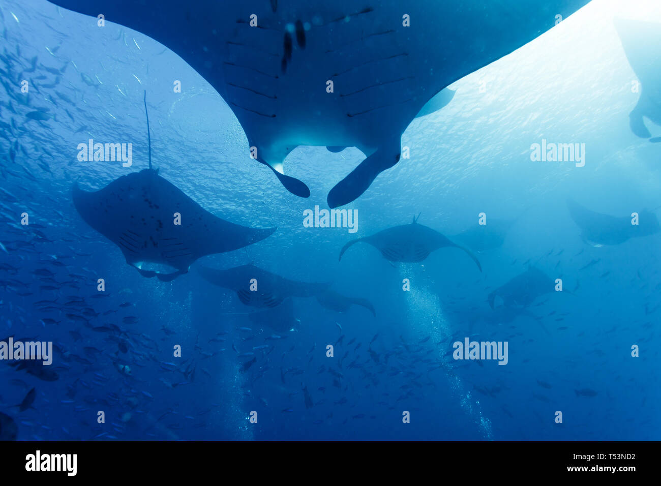 School of manta rays, Mobula alfredi, swim feeding through shools of ...