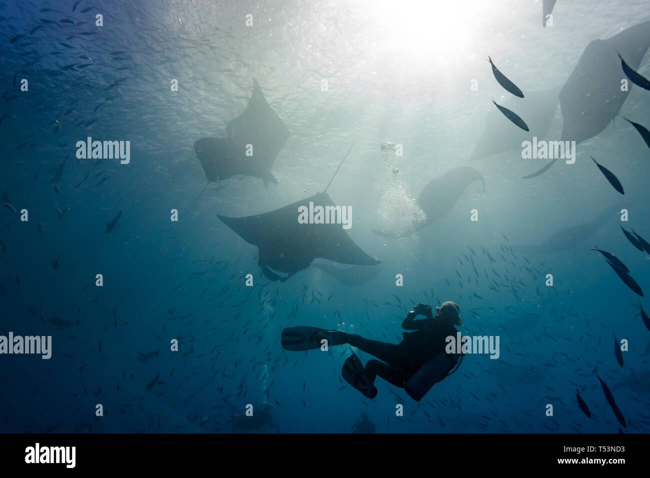 Silhouette of diver photographing giant manta rays, Mobula alfredi ...
