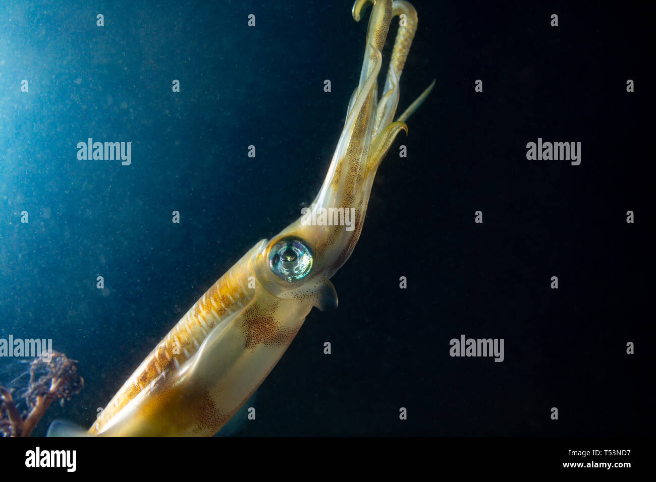 Squid eye hi-res stock photography and images - Alamy