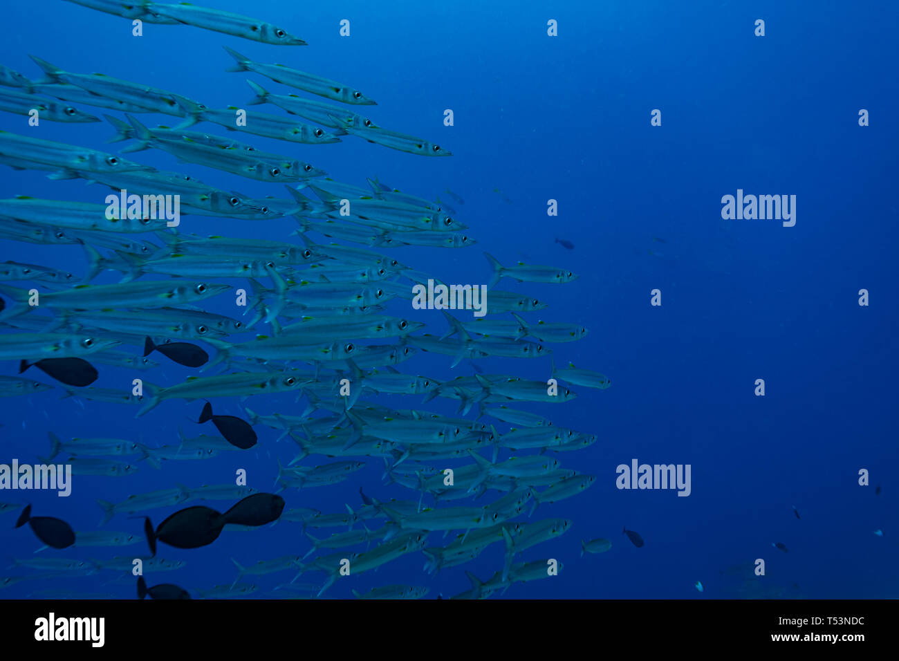 School of great barracuda, Sphyraena barracuda, swims through school of ...