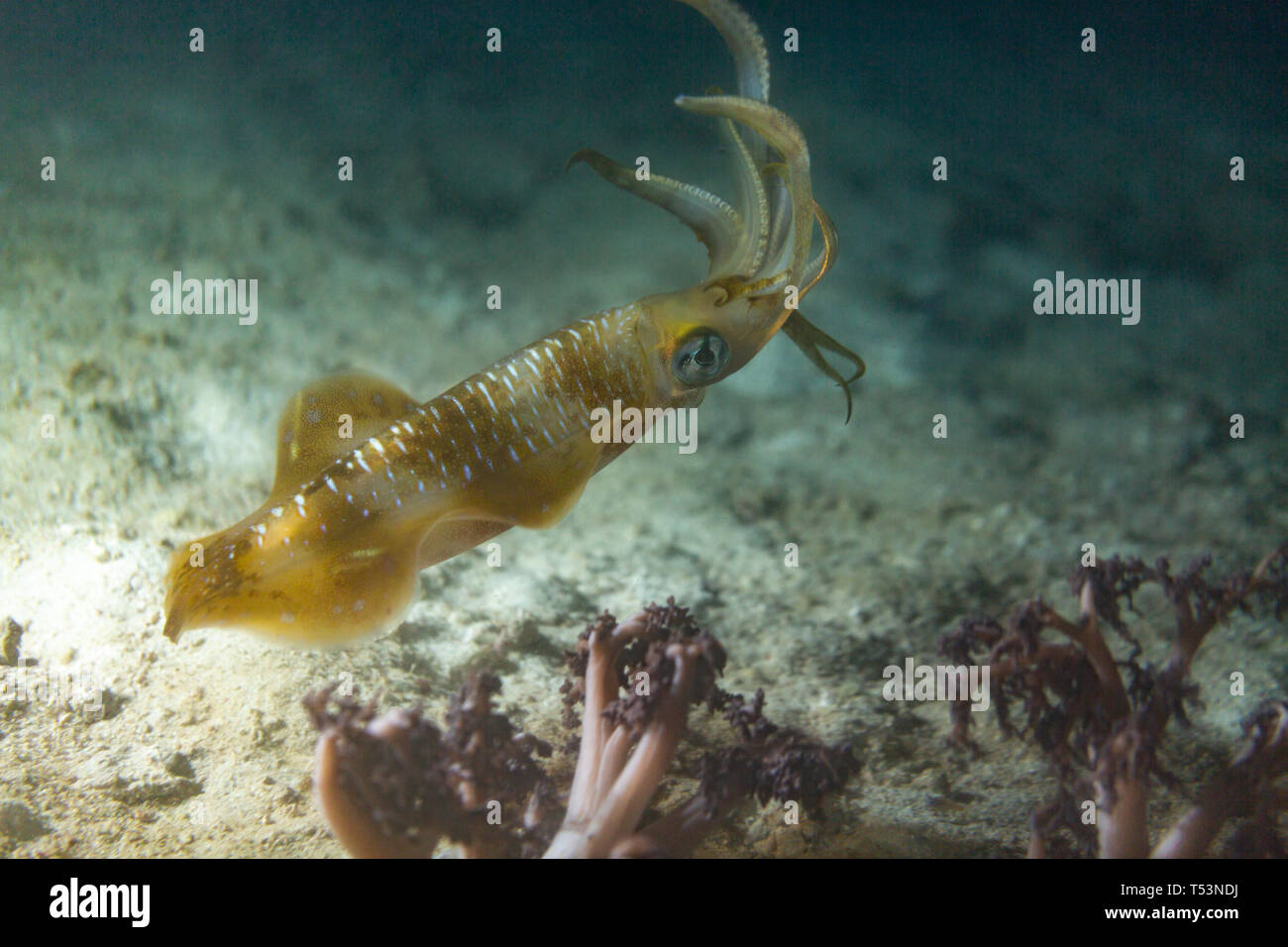 Closeup of the eye of a brown and yellow striped, Bigfin reef squid ...