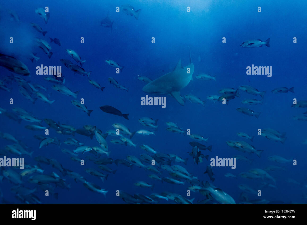 School of red snappers, Lutjanus bitaeniatus, swimming over coral reef ...