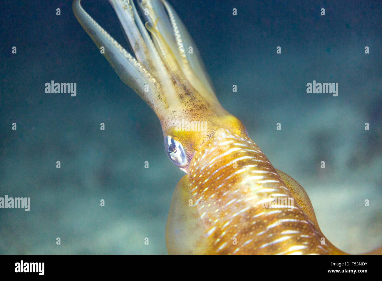 Closeup of the eye of a brown and yellow striped, Bigfin reef squid ...