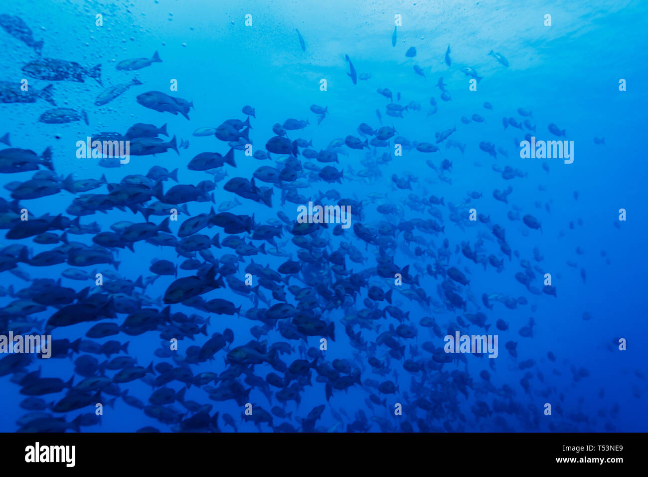 Large school of groupers swimming over coral reef Stock Photo - Alamy
