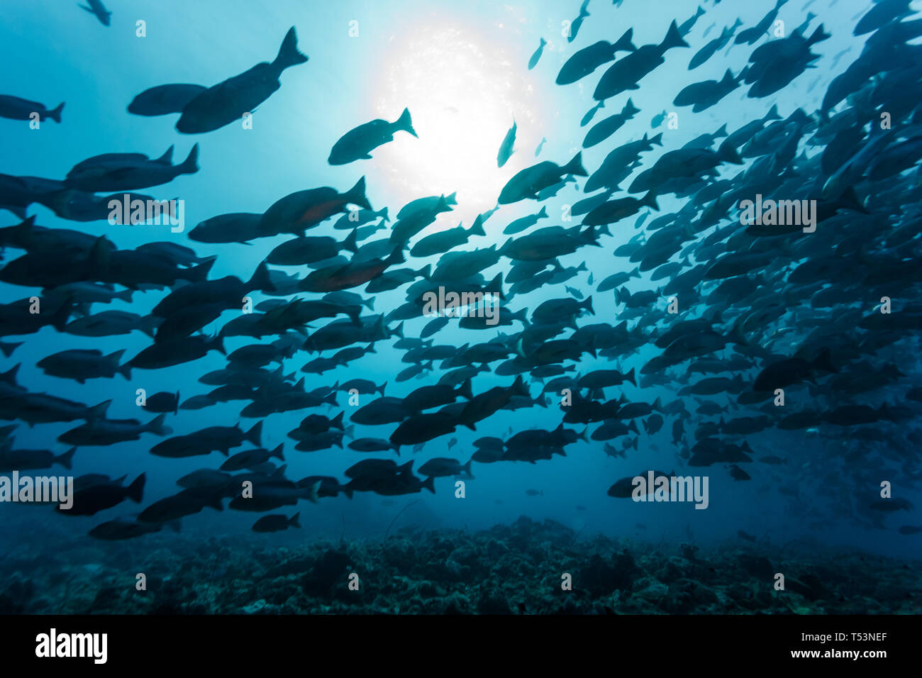 Large school of groupers swimming over coral reef Stock Photo - Alamy