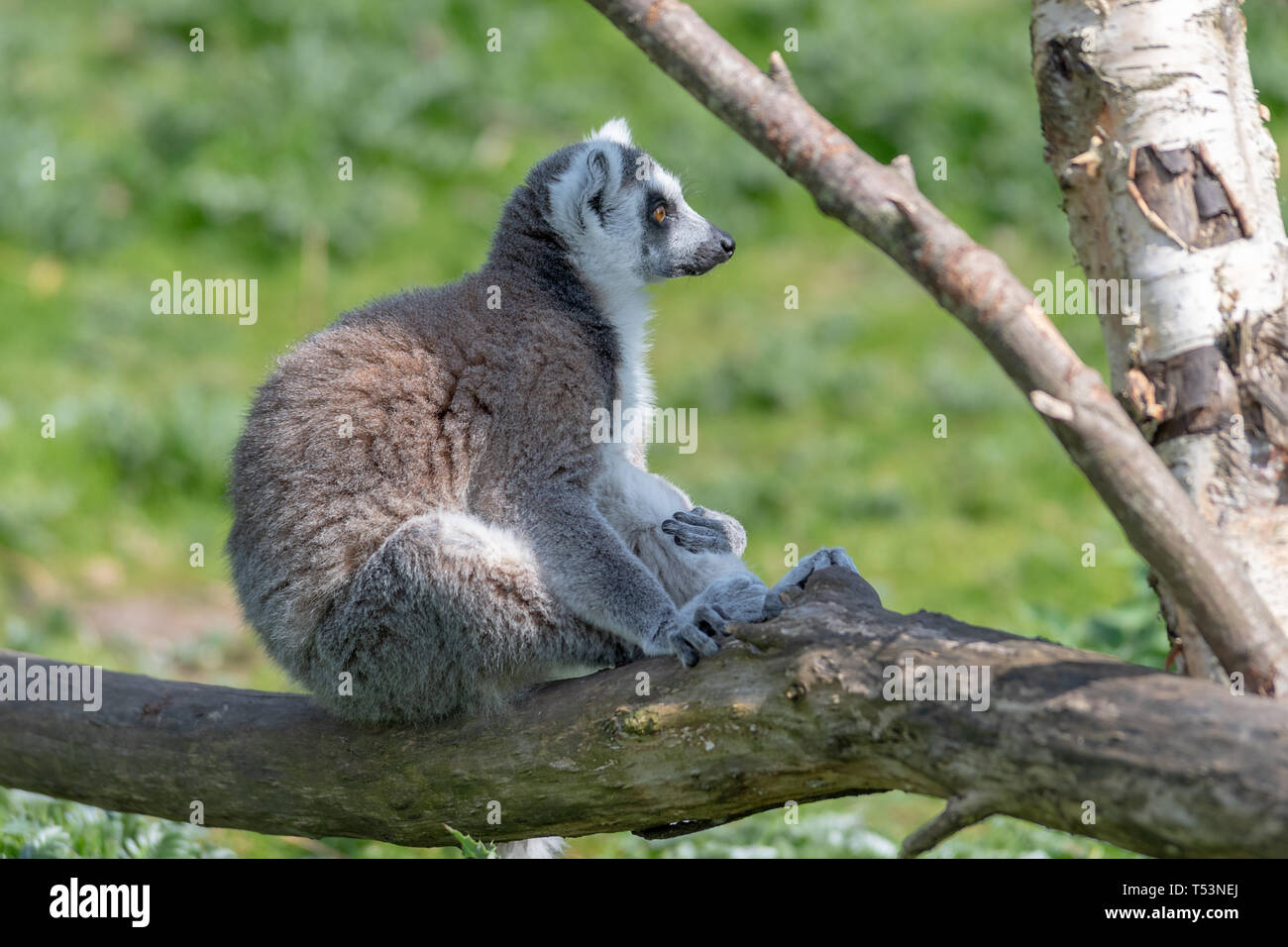 A ring tailed Lemur relaxes on a tree branch in the sun Stock Photo - Alamy