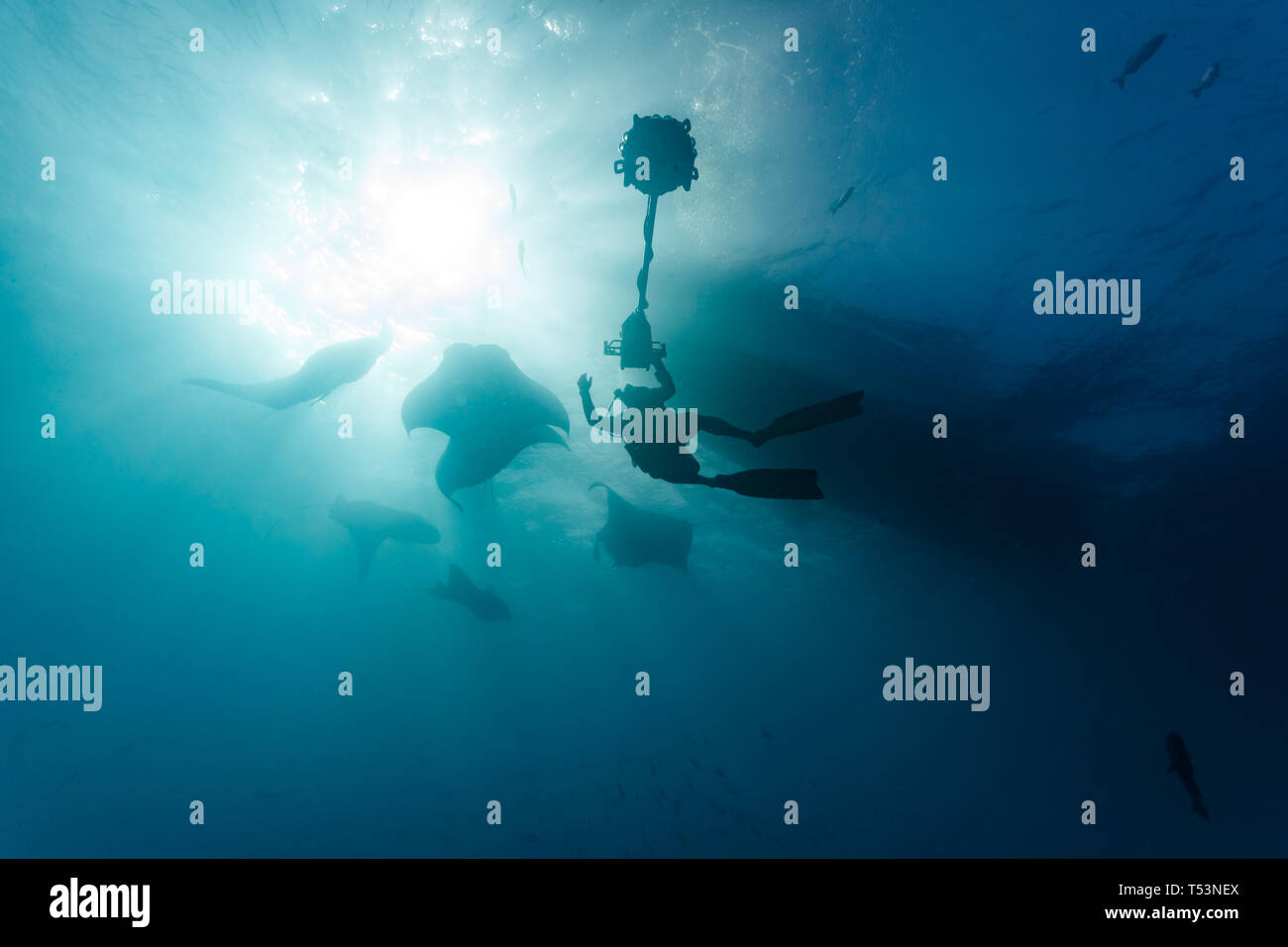 Wildlife captures hi-res stock photography and images - Alamy