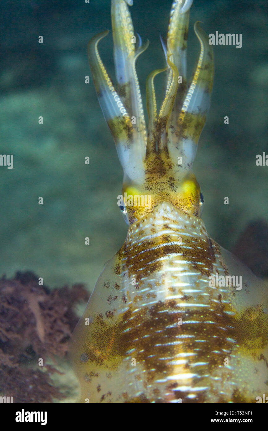 Close up of squid in ocean hi-res stock photography and images - Alamy