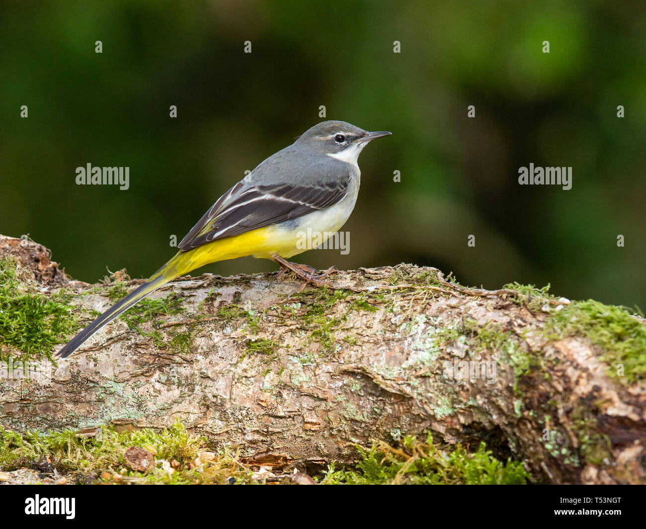 Female grey wagtail hi-res stock photography and images - Alamy