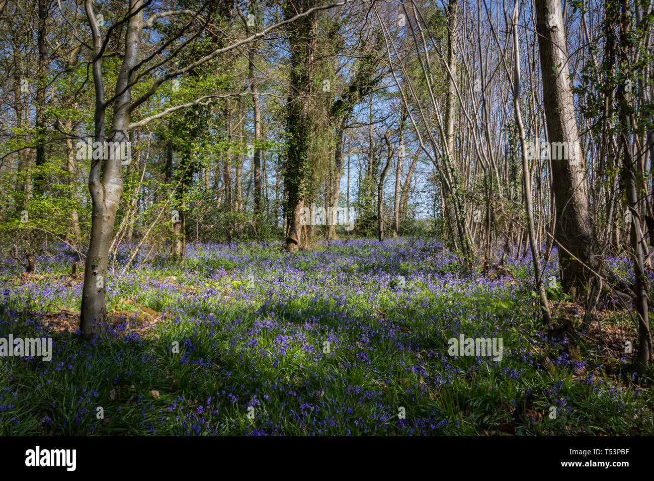 Woodland floor in spring hi-res stock photography and images - Alamy