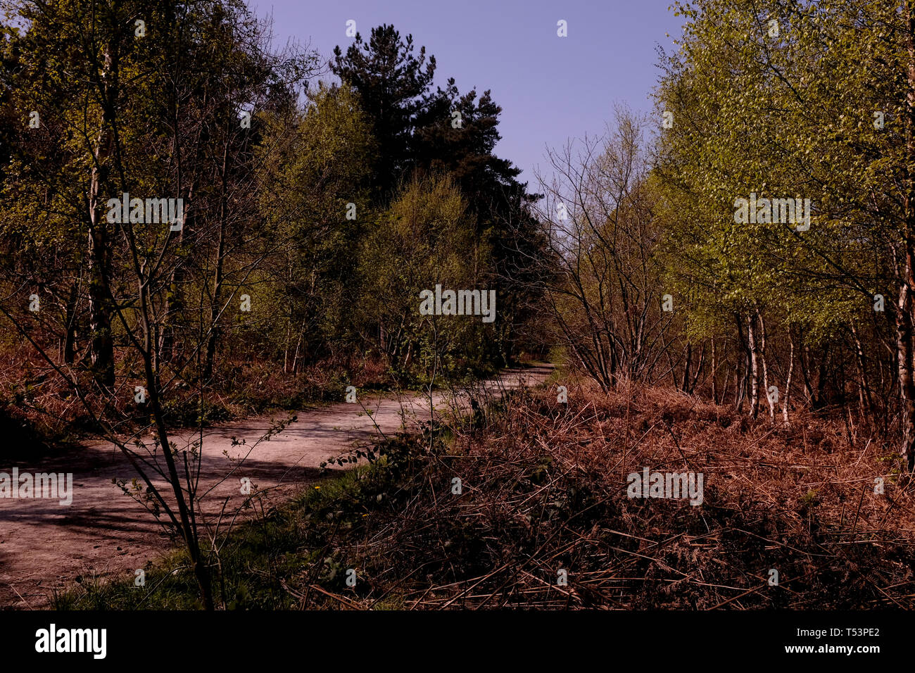 West blean nature reserve hi-res stock photography and images - Alamy