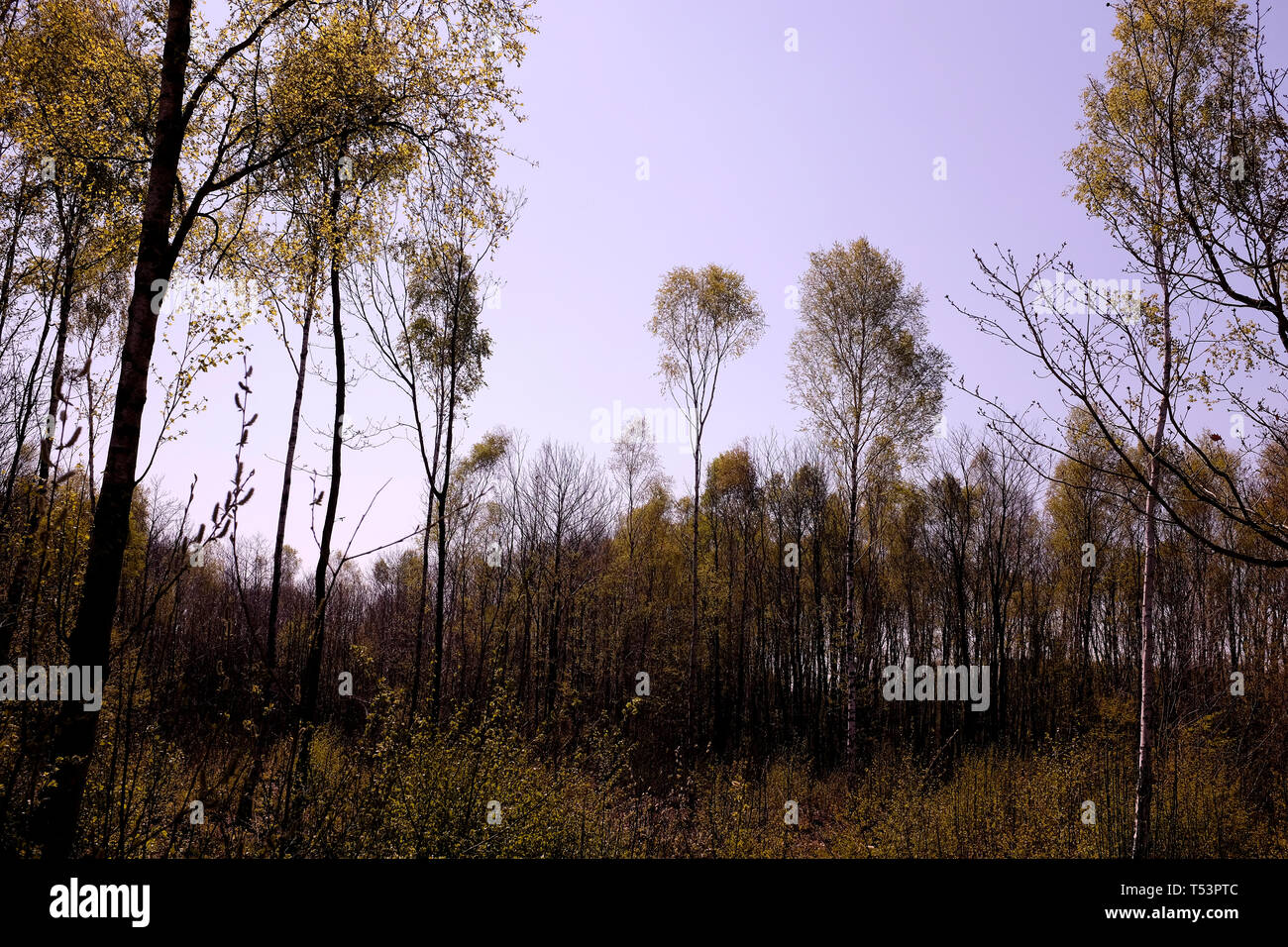 west blean and thorden woods nature reserve in east kent uk april 2019 ...