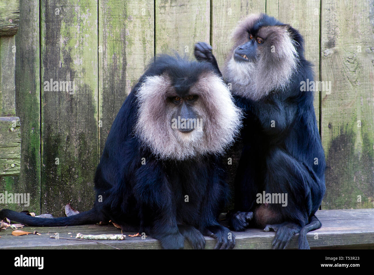 Lion tail hi-res stock photography and images - Alamy