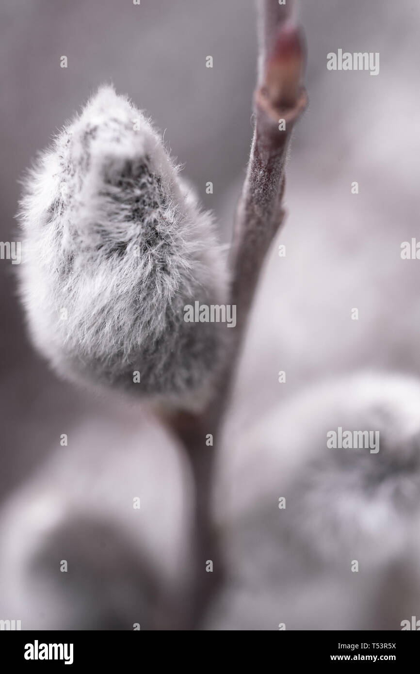 white macro isolated nature Stock Photo - Alamy