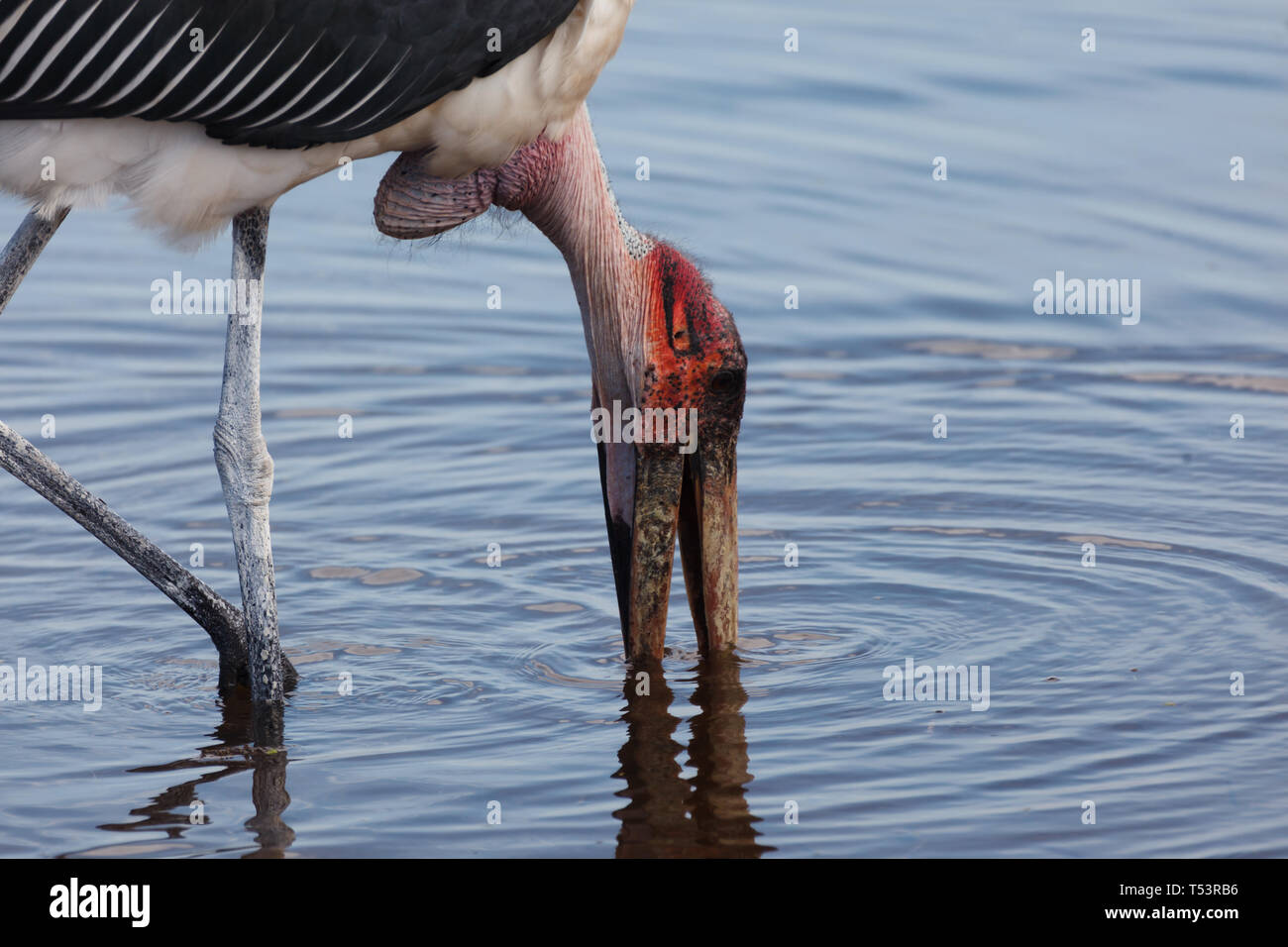 Closeup of Grus carunculata, wattled crane head fishing in the water ...