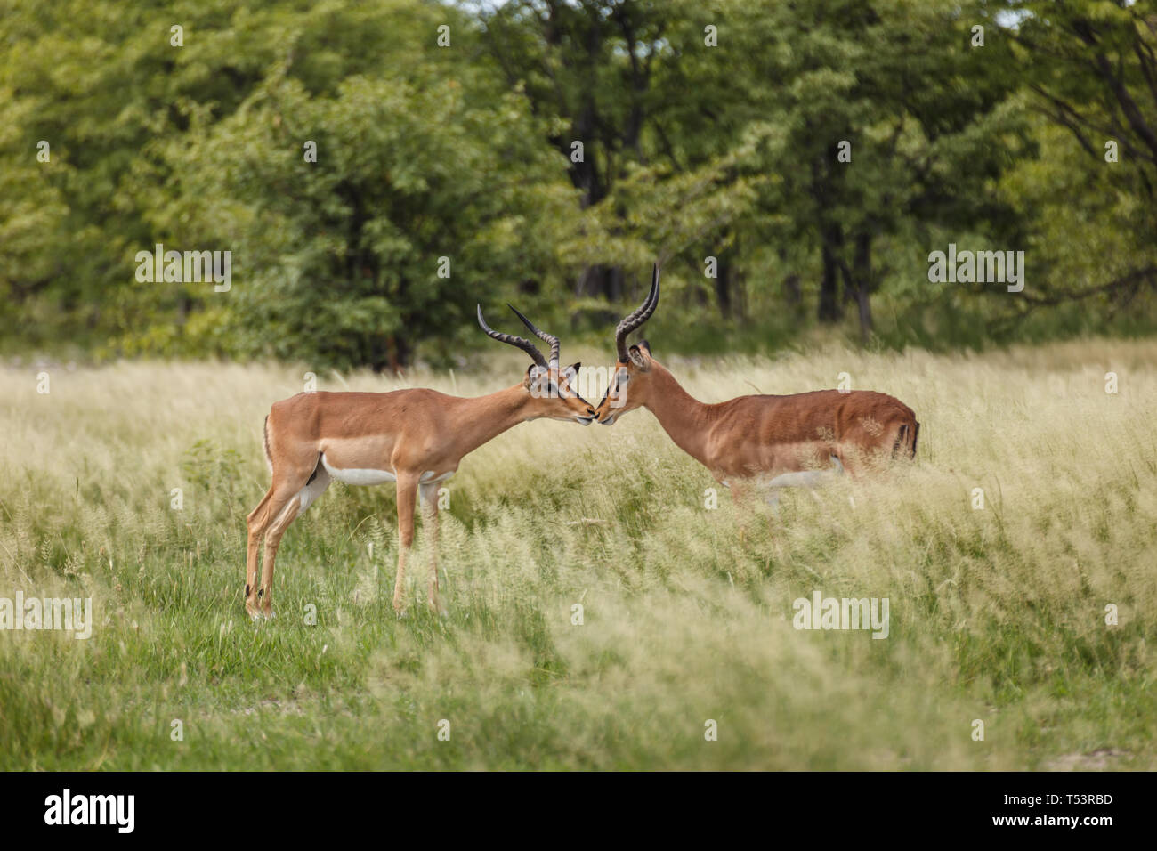 Closeup of two springbok antelope studying each other giving ...
