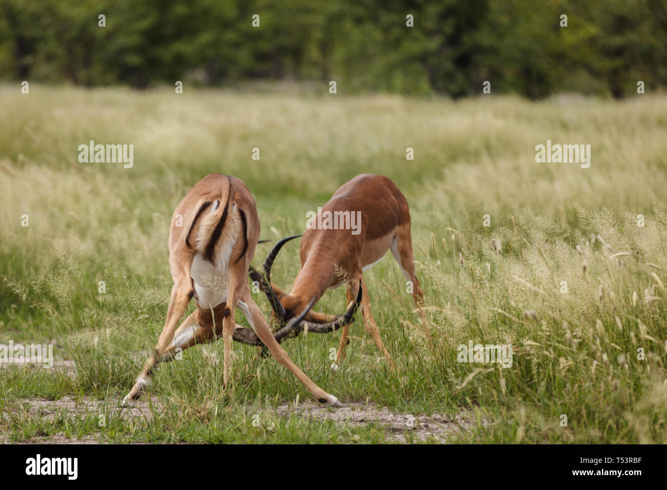Two springbok antelope,Antidorcas marsupialis lock horns in play or a ...