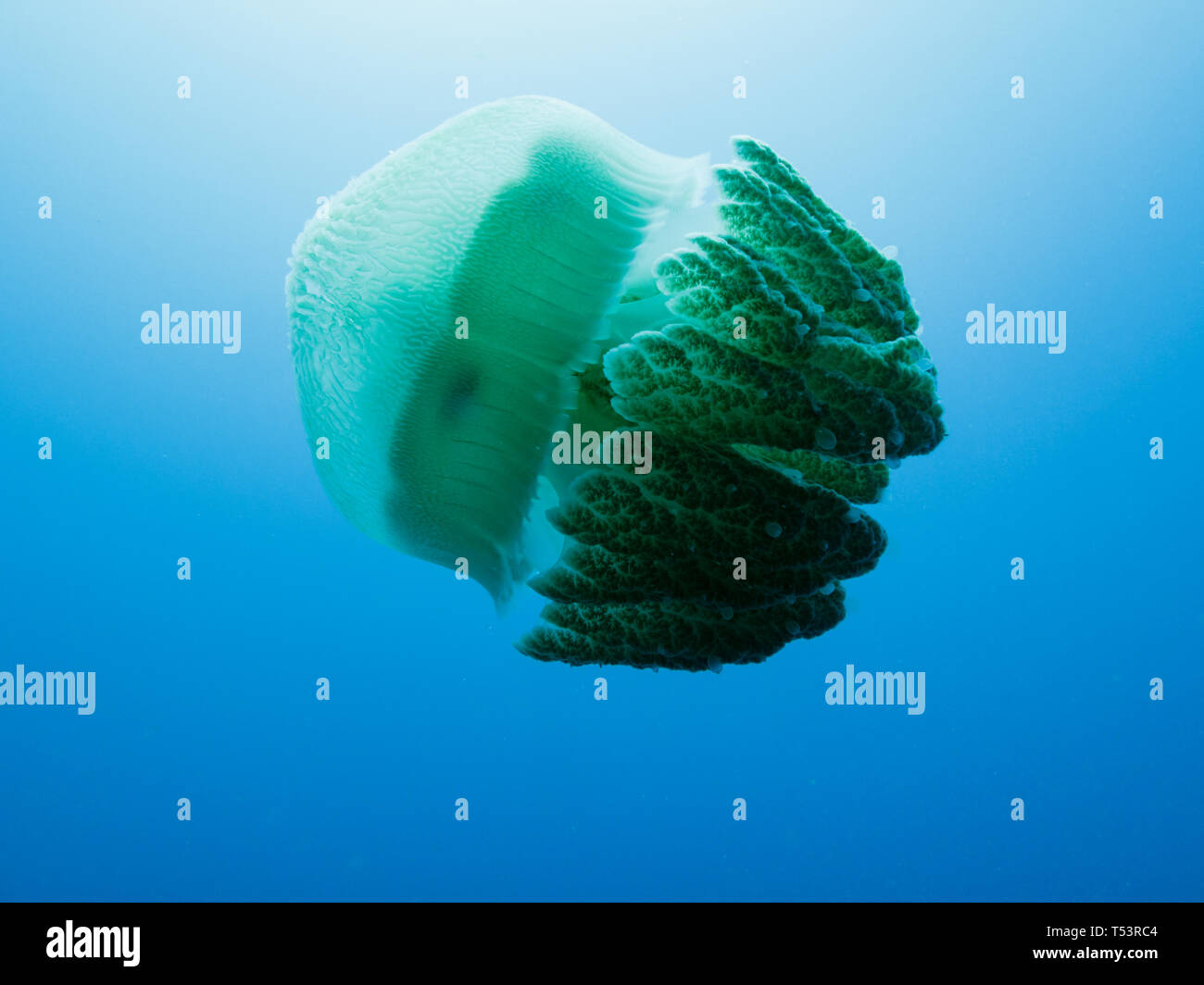 Giant umbrella hi-res stock photography and images - Alamy