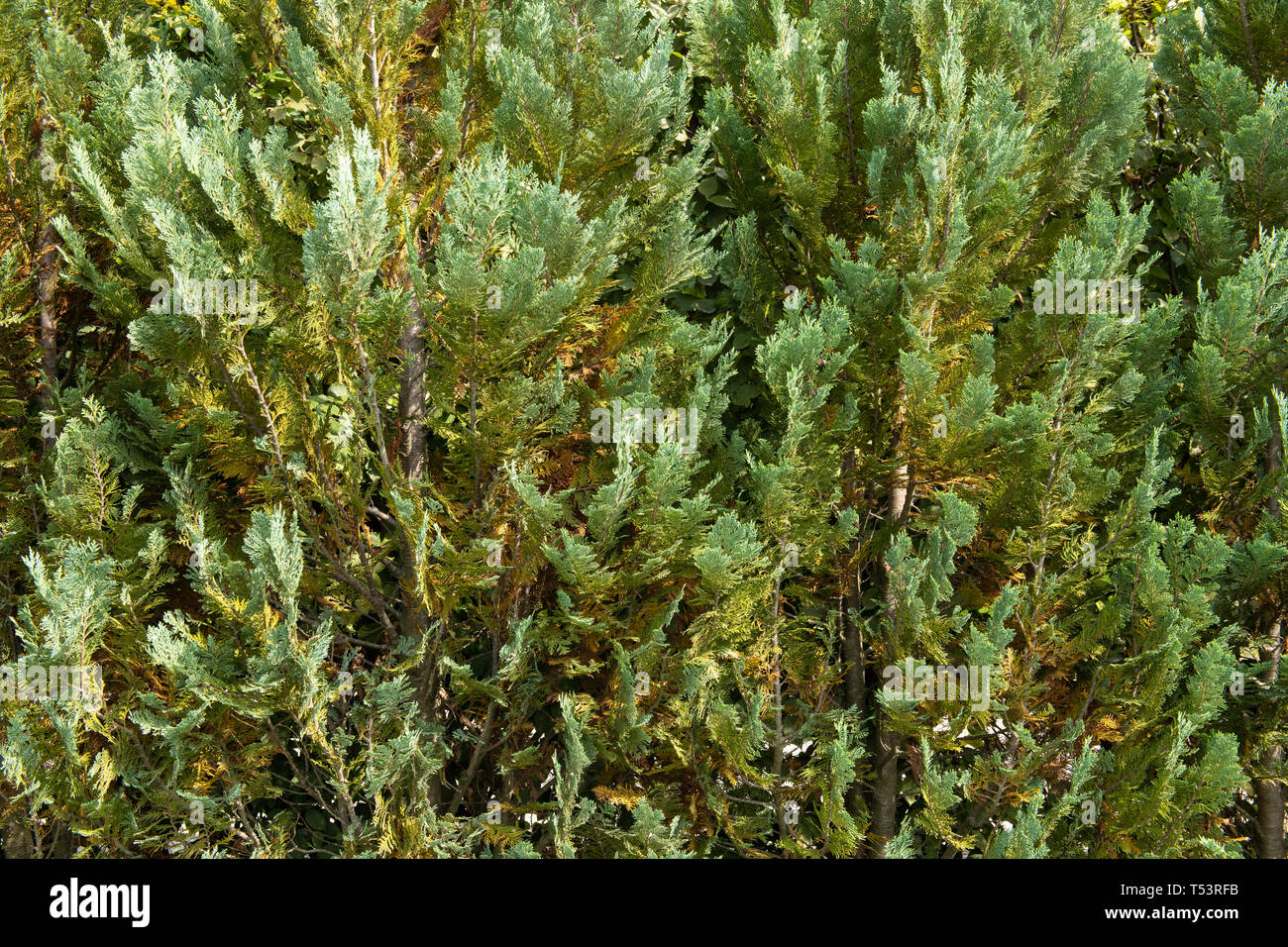 Background or texture of evergreen tree branches Stock Photo - Alamy