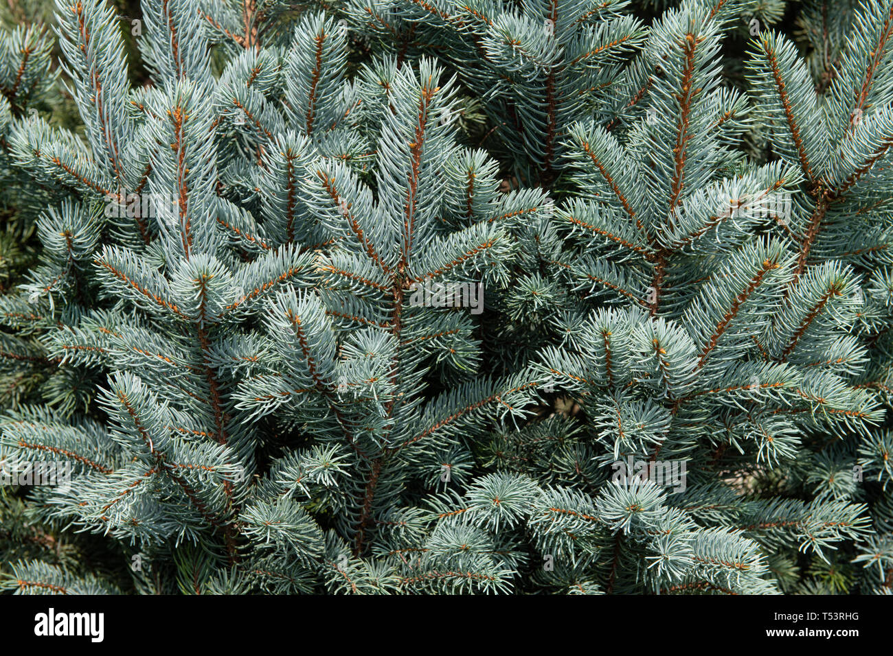Background or texture of evergreen tree branches Stock Photo - Alamy