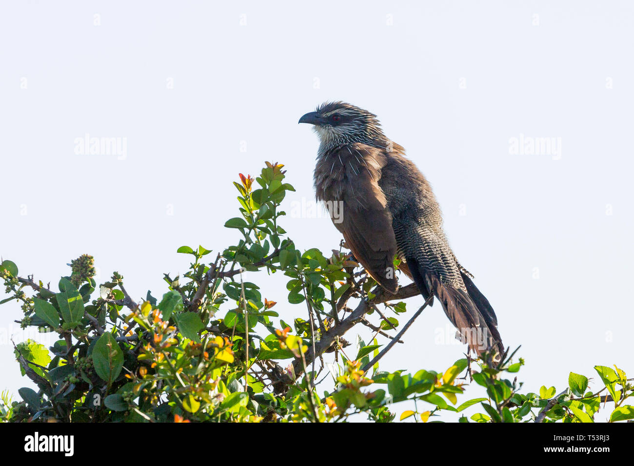 A White-browed coucal on top of a bush looking around, close side view ...