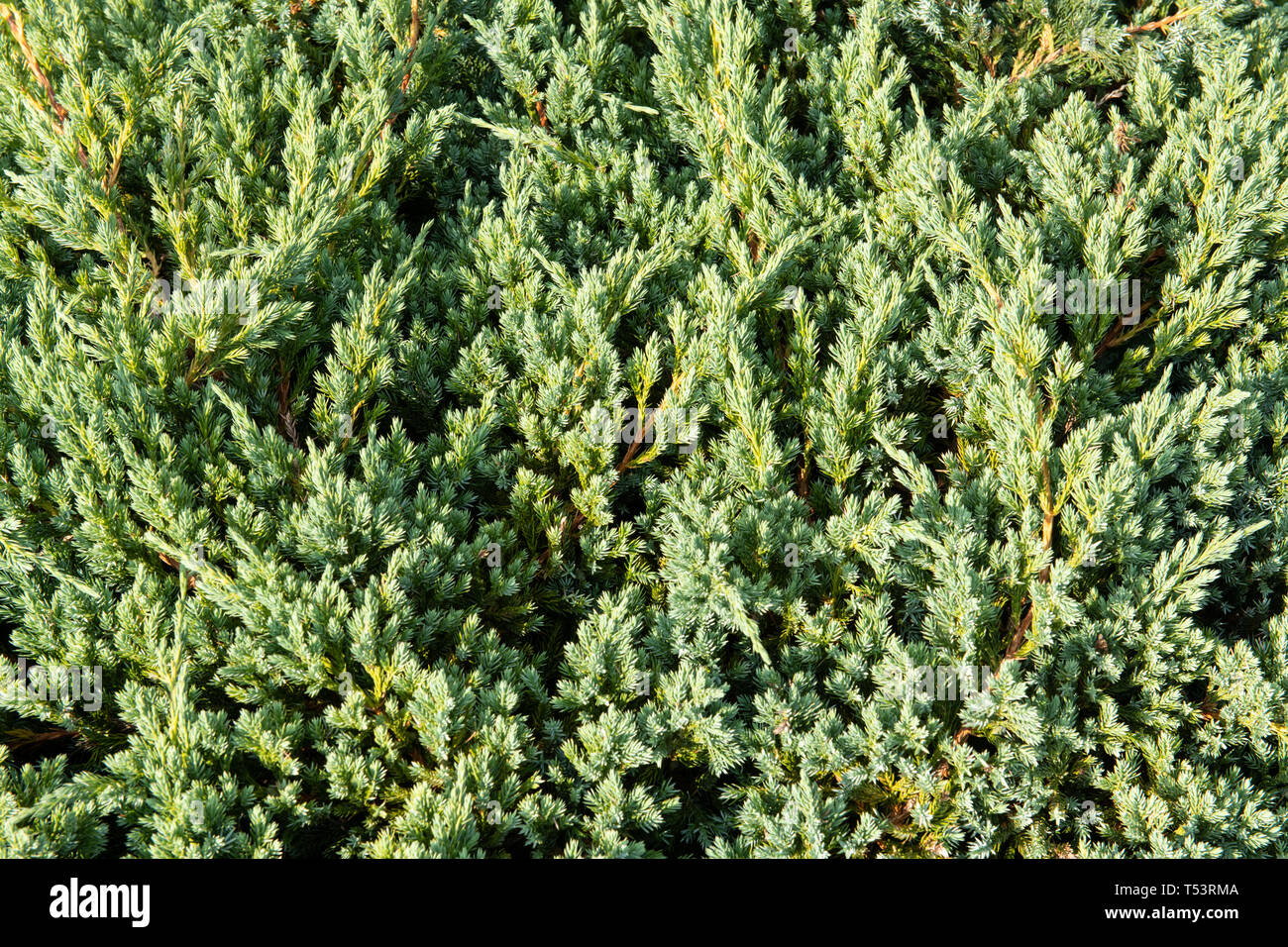 Background or texture of evergreen tree branches Stock Photo - Alamy