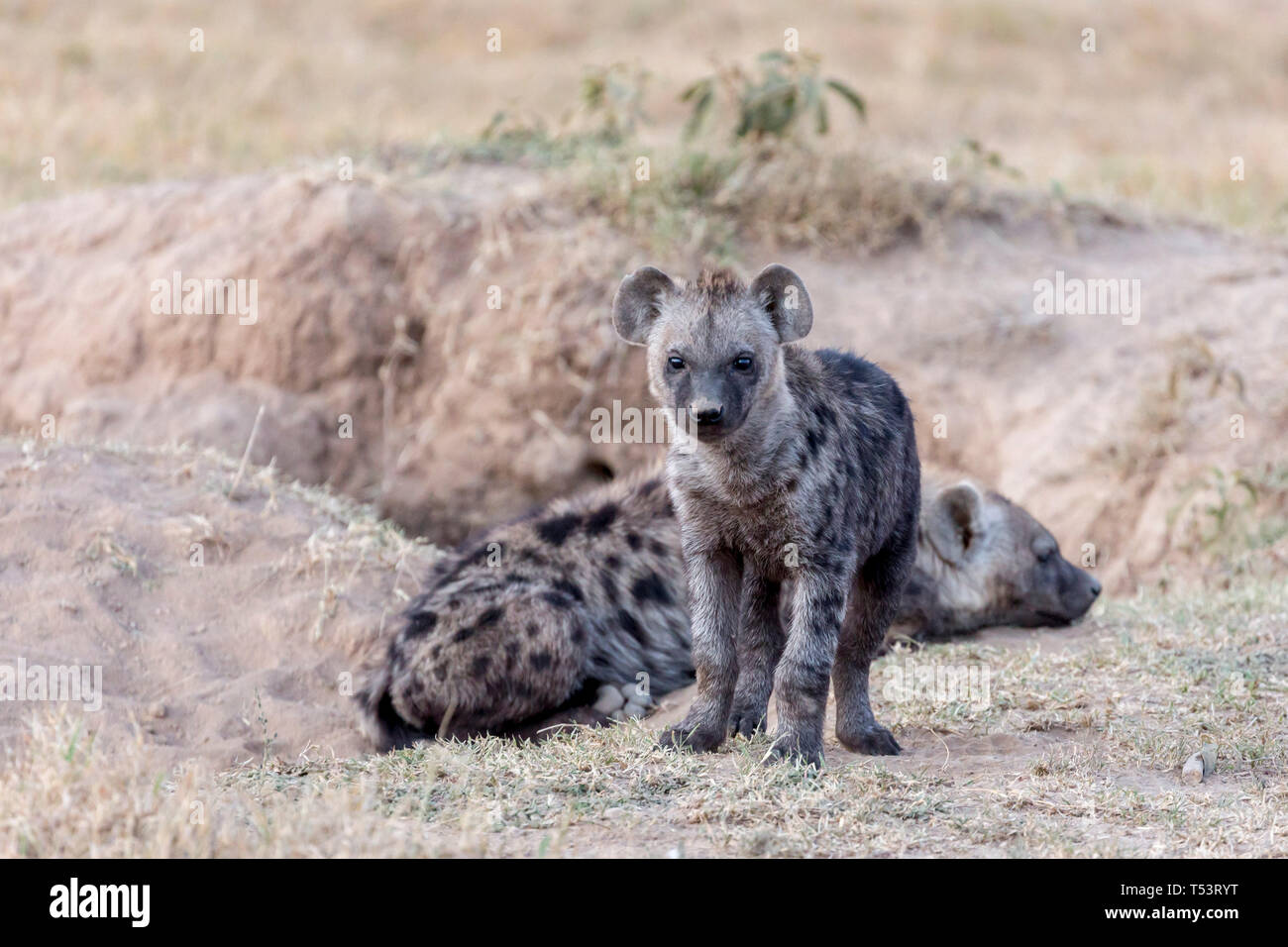 A juvenile spotted hyena standing and looking, with a single adult at ...