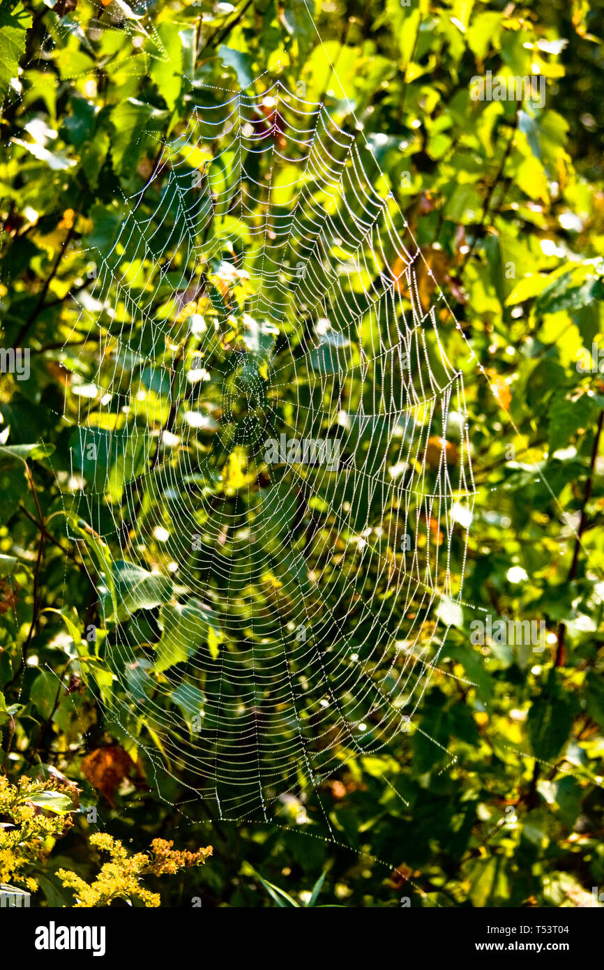 Water beaded on a Spider's web after a rain storm Stock Photo - Alamy