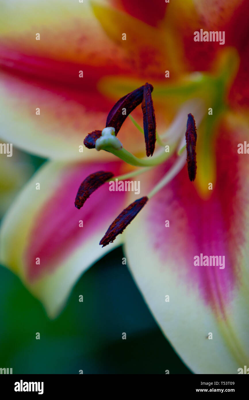 Yellow lily flower stargazer hi-res stock photography and images - Alamy