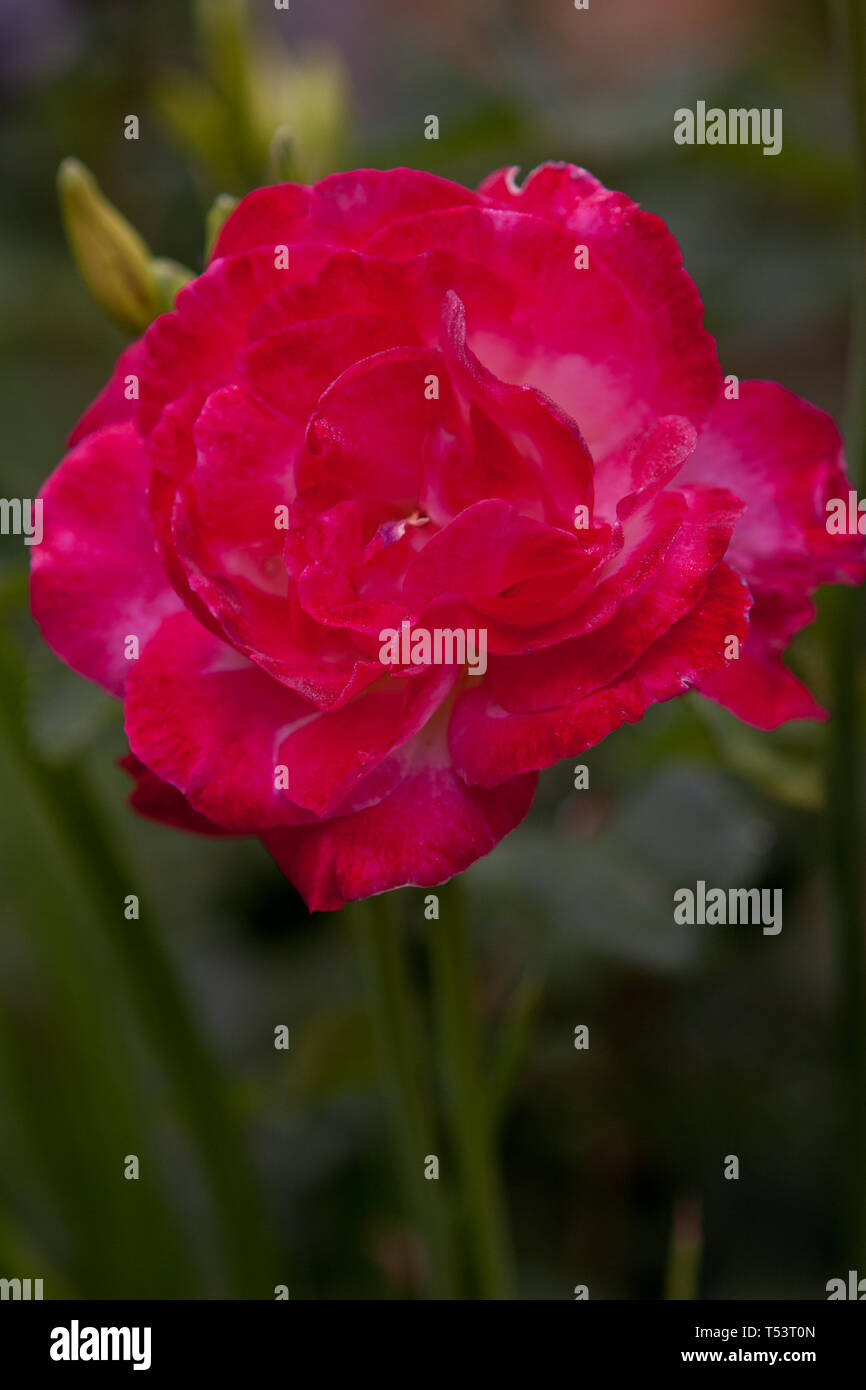 Old fashioned red rose Stock Photo - Alamy