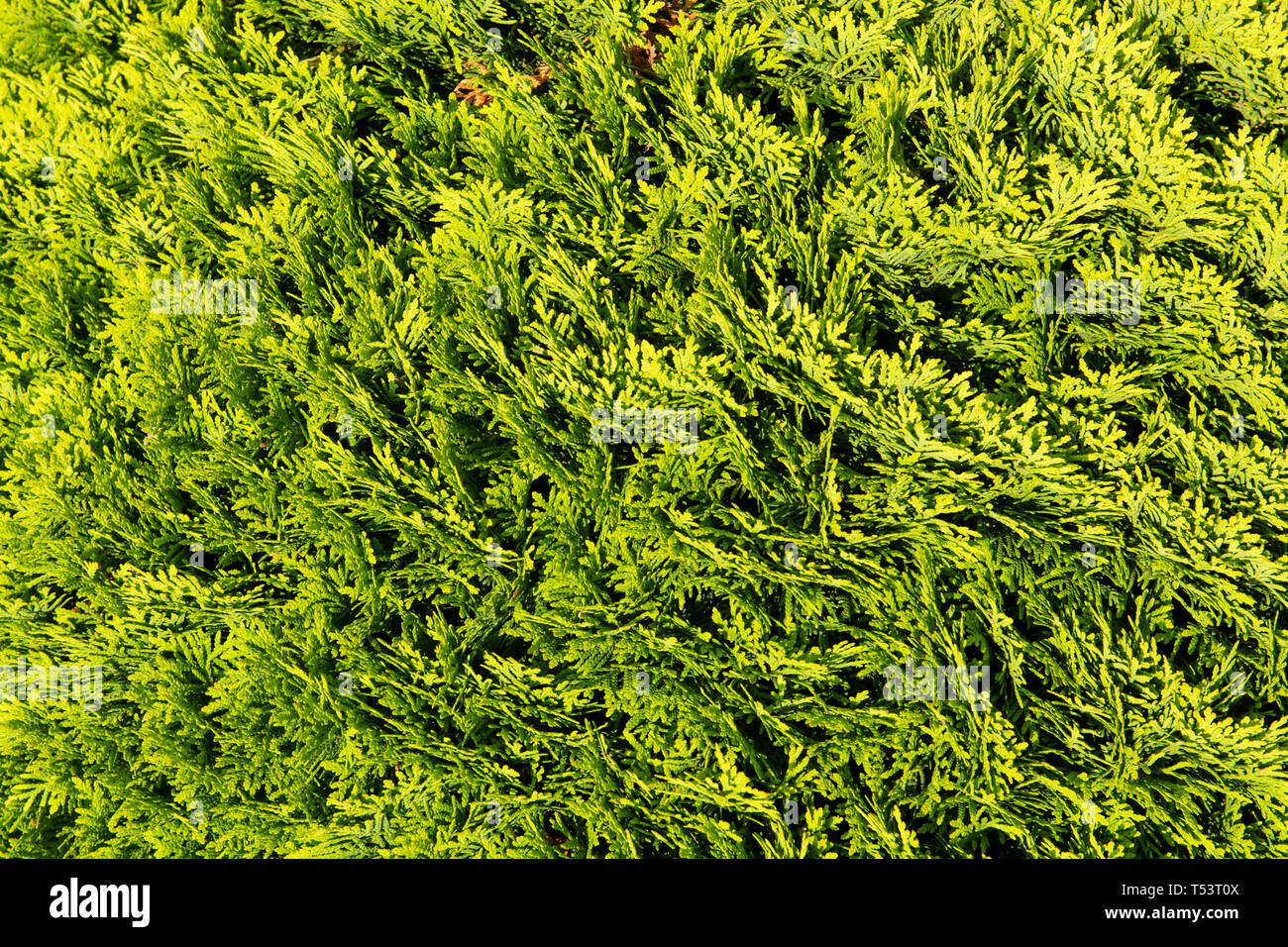 Background or texture of evergreen tree branches Stock Photo - Alamy