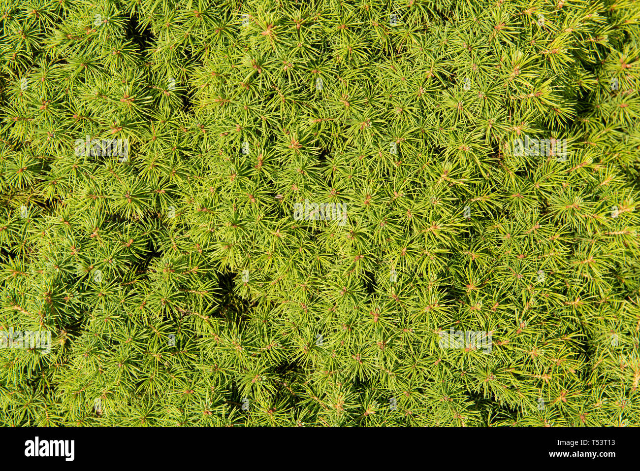 Background or texture of evergreen tree branches Stock Photo - Alamy
