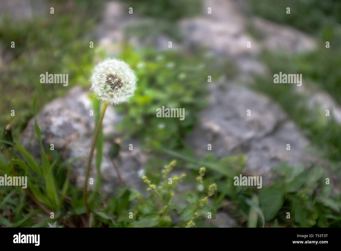 dandelion between the rock Stock Photo - Alamy