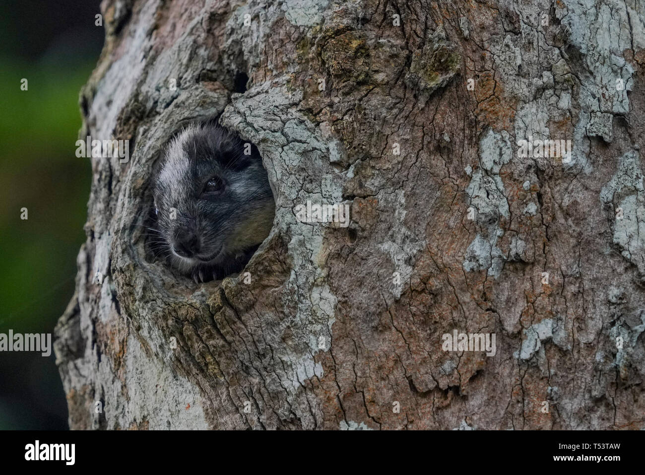 Yellow-crowned brush-tailed rat, Isothrix bistriata Stock Photo - Alamy
