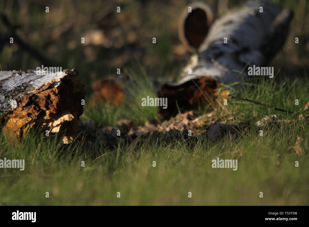 Broken trees in forest Stock Photo - Alamy