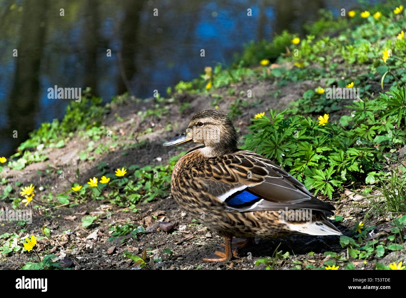 Duck of the day hi-res stock photography and images - Alamy