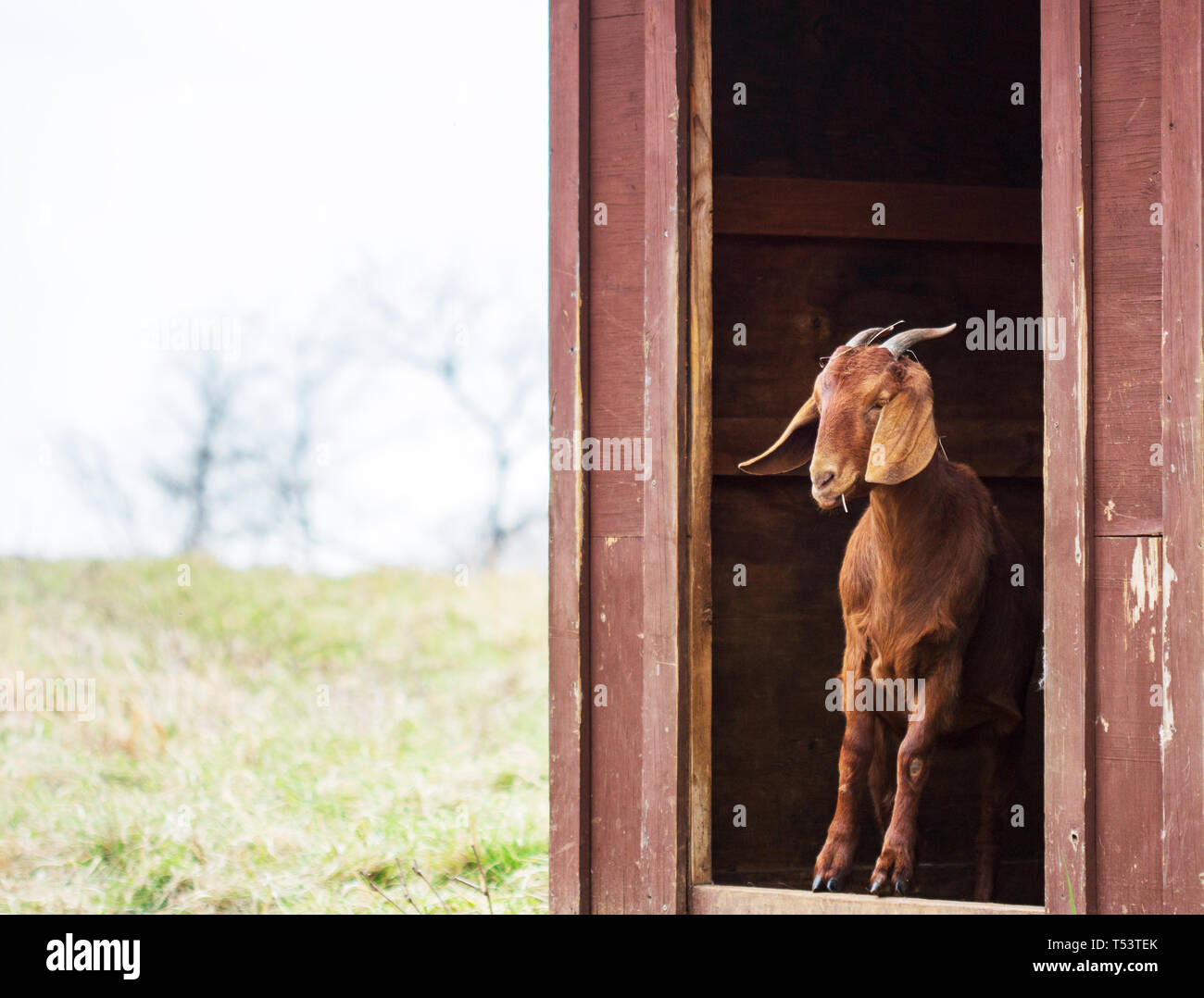 An Anglo-Nubian goat (Capra aegagrus hircus) sits in a stall, with a ...