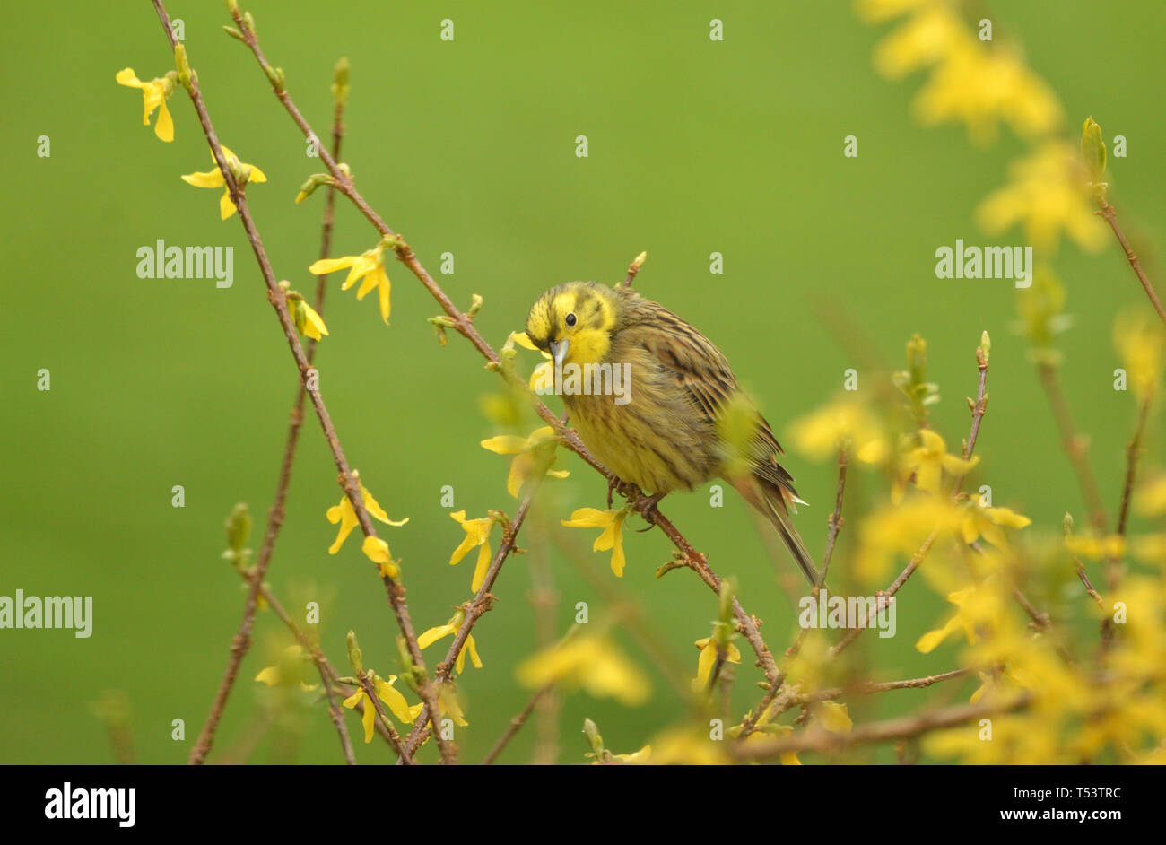 Colourful spring shrub hi-res stock photography and images - Alamy